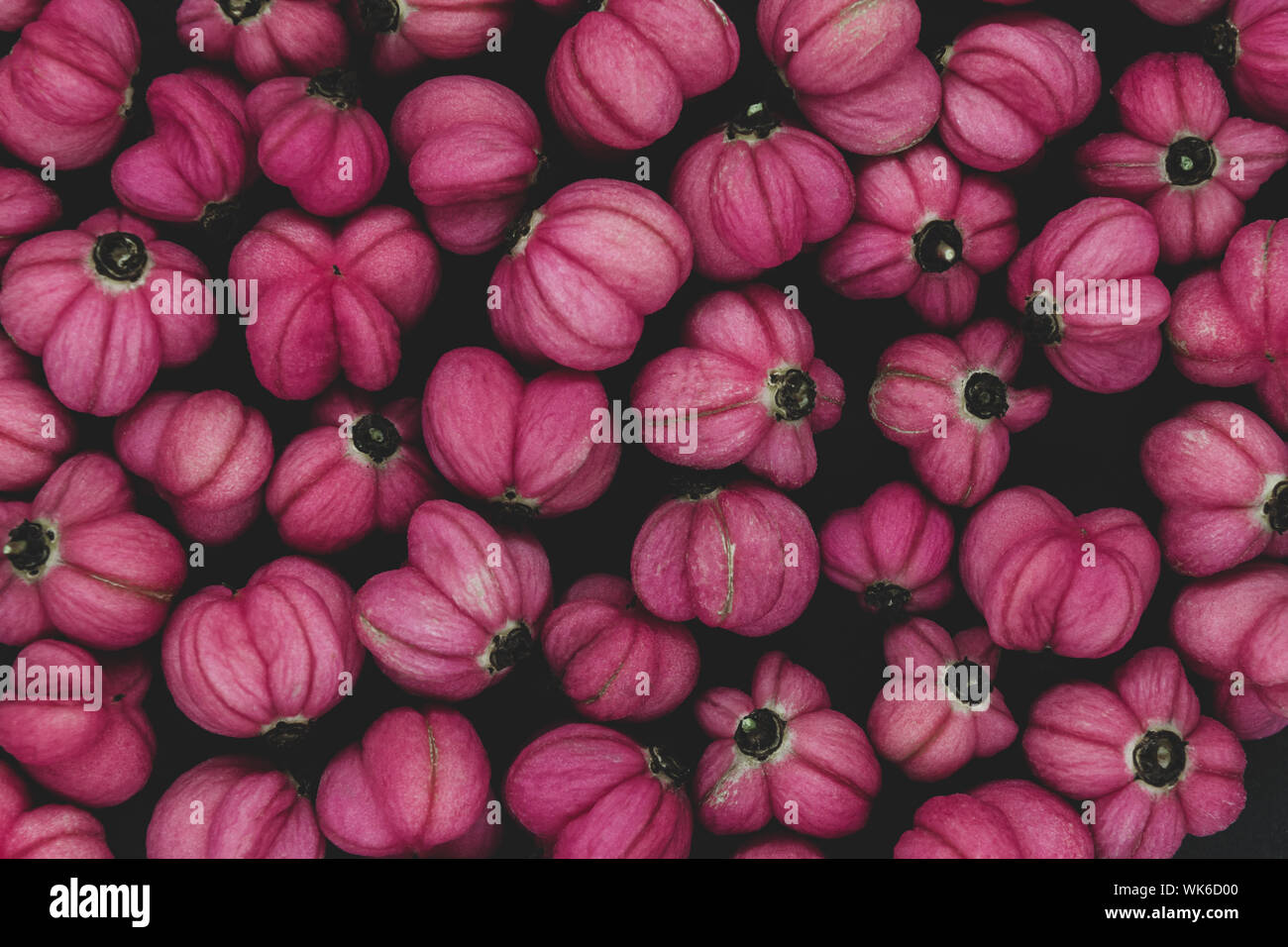 Background surface of Red Cascade spindle (Euonymus europaeus) blossoms ...