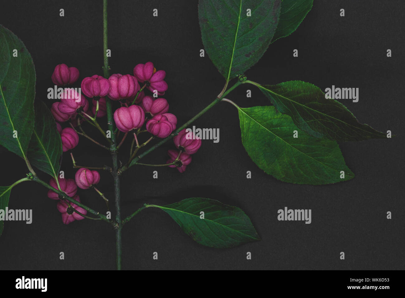 Red Cascade spindle (Euonymus europaeus) tree twig with purple, pink ...