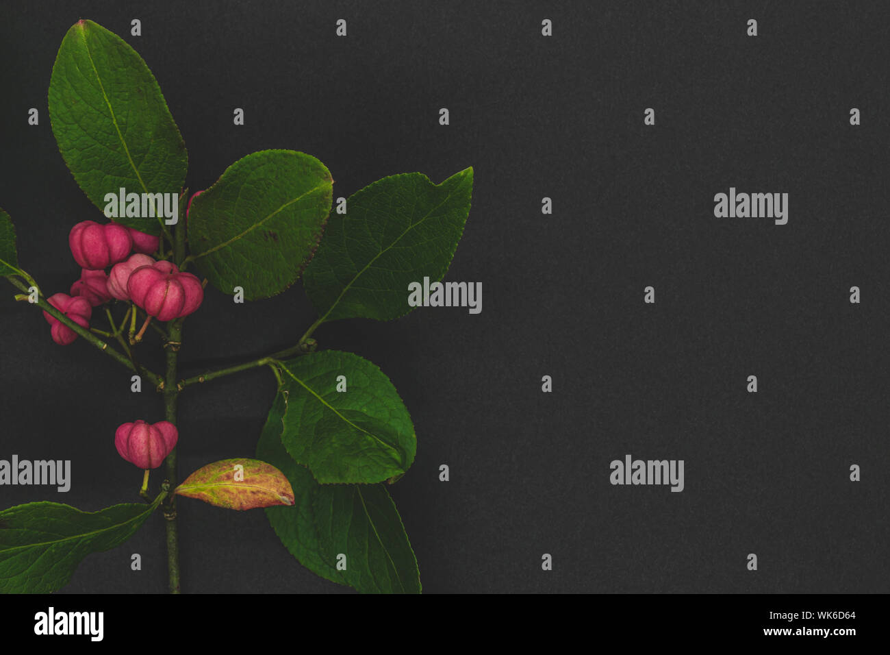 Red Cascade spindle (Euonymus europaeus) tree twig with purple, pink ...