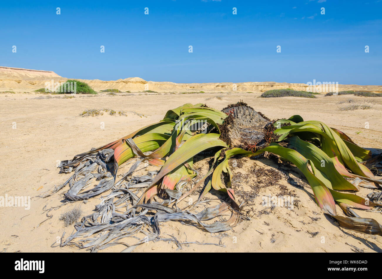 Welwitschia Mirabilis Plant Namib Desert High Resolution Stock ...