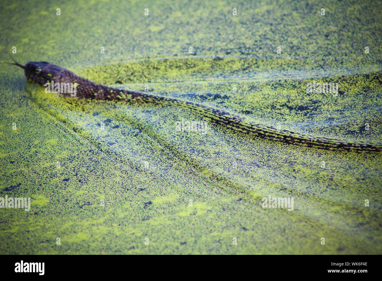 Algae textured hi-res stock photography and images - Alamy