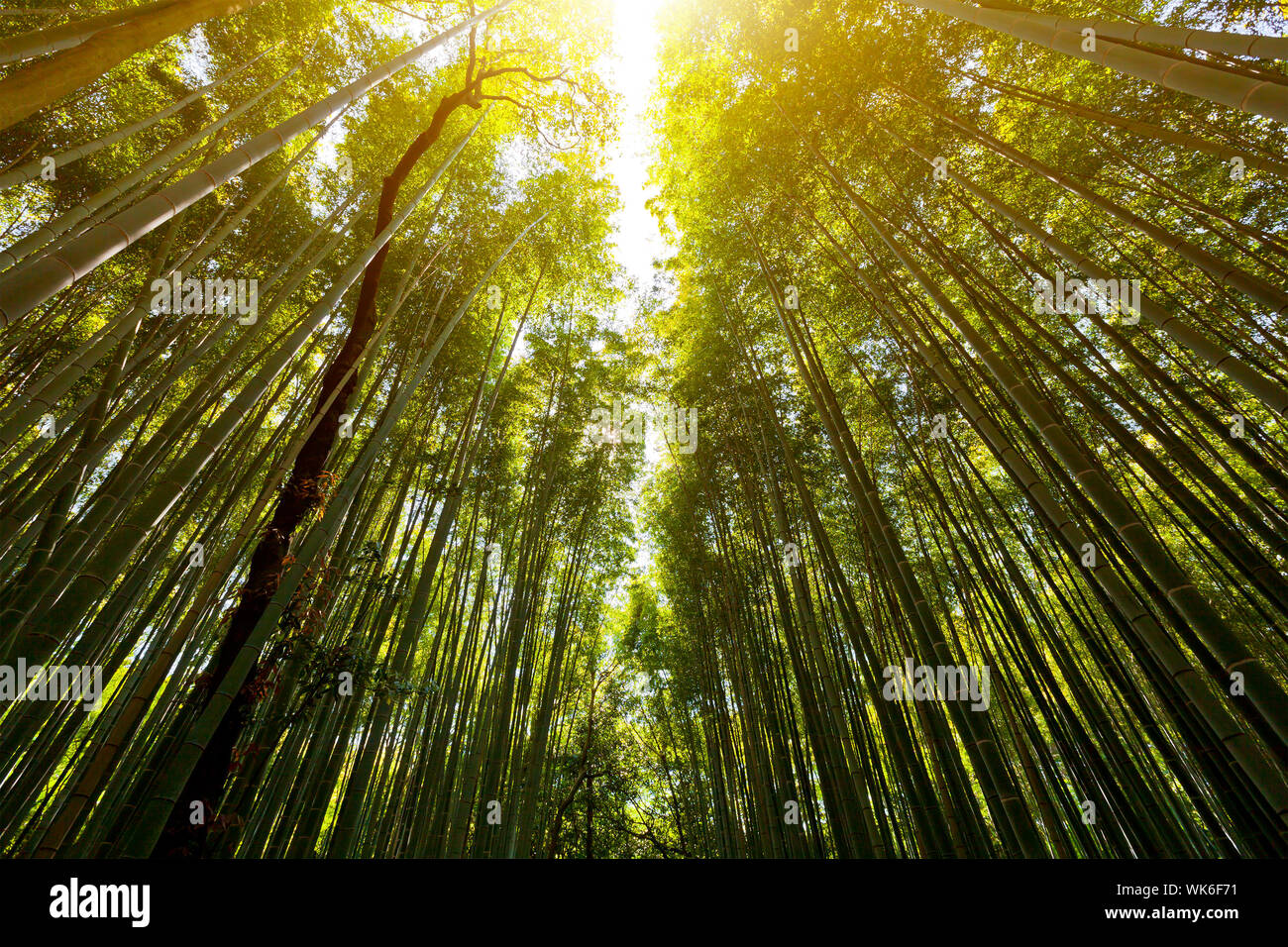 Glorious mystery hi-res stock photography and images - Alamy