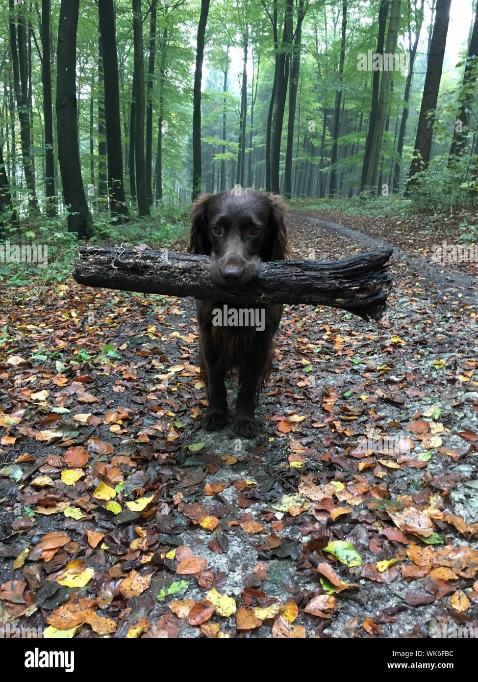 Dog with branch hi-res stock photography and images - Alamy
