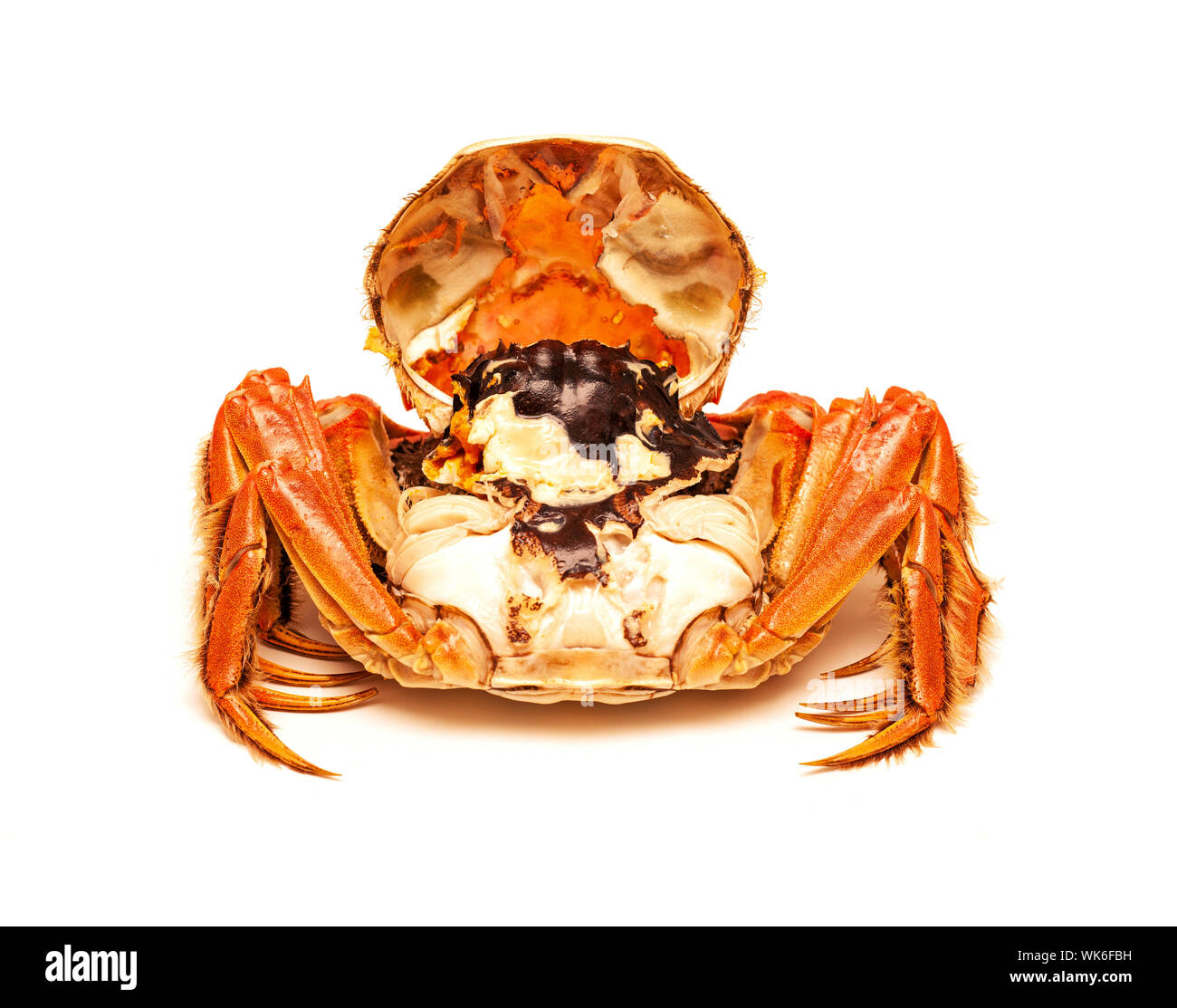 Chinese mitten crab hi-res stock photography and images - Alamy