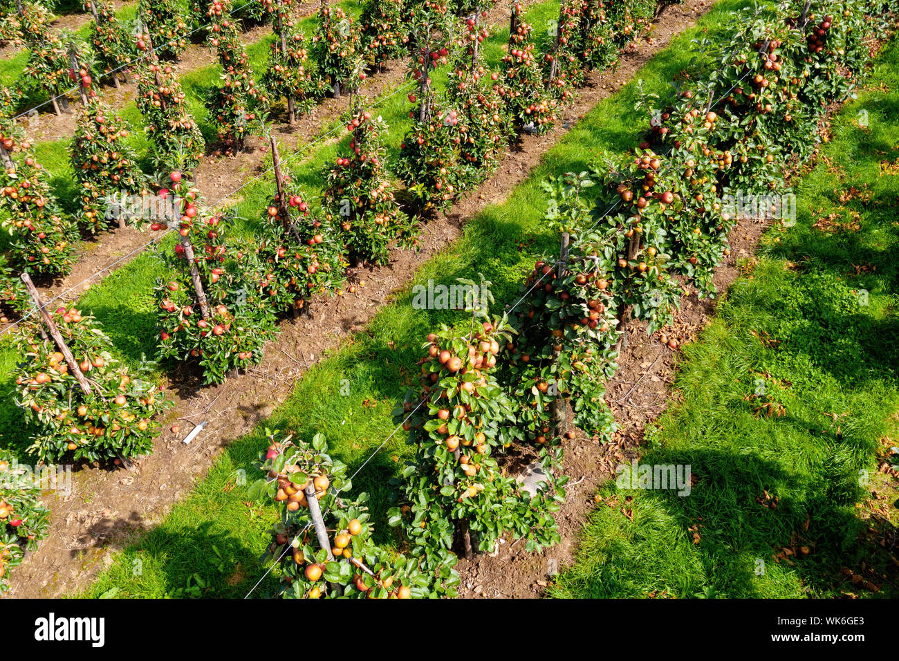 Apple orchard with red and yellow apples from above Stock Photo - Alamy
