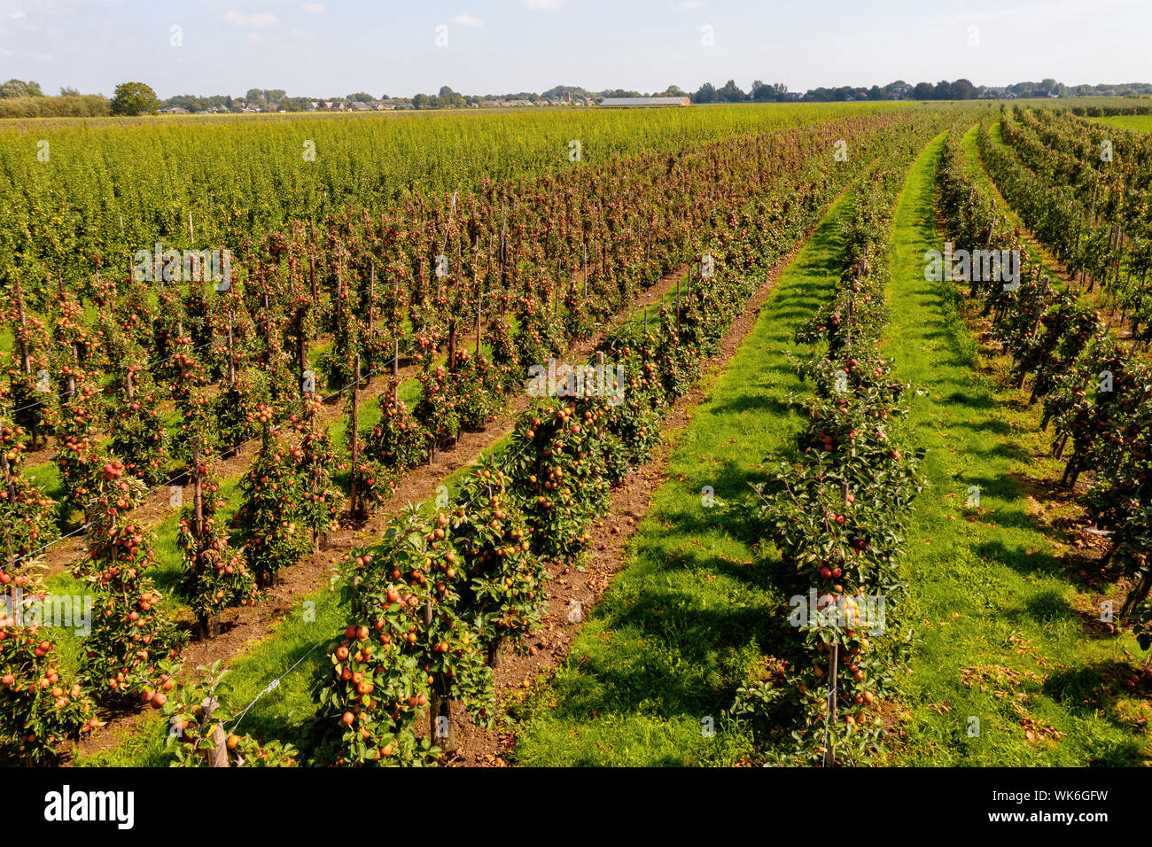 Apple orchard with red and yellow apples from above Stock Photo - Alamy