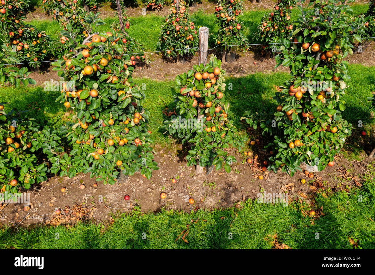 Apple orchard with red and yellow apples from above Stock Photo - Alamy