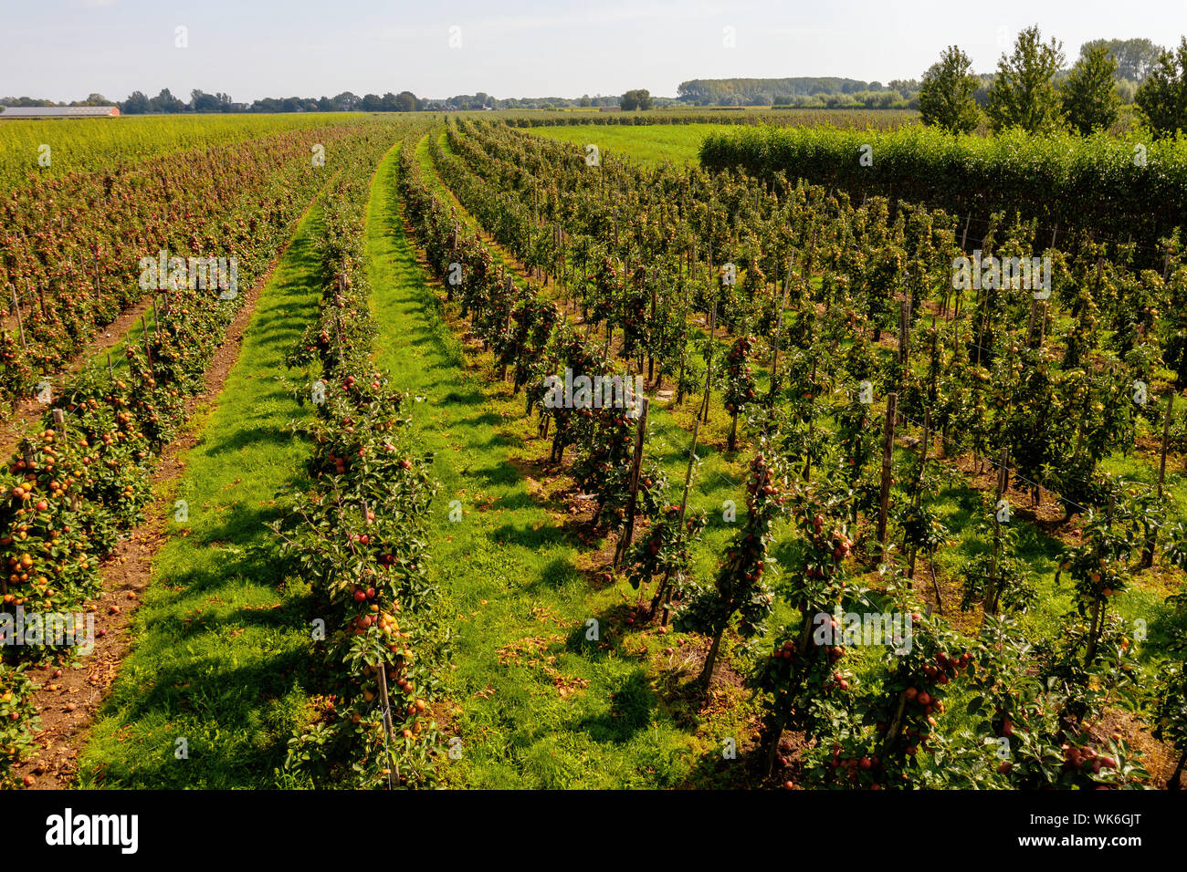 Apple orchard with red and yellow apples from above Stock Photo - Alamy
