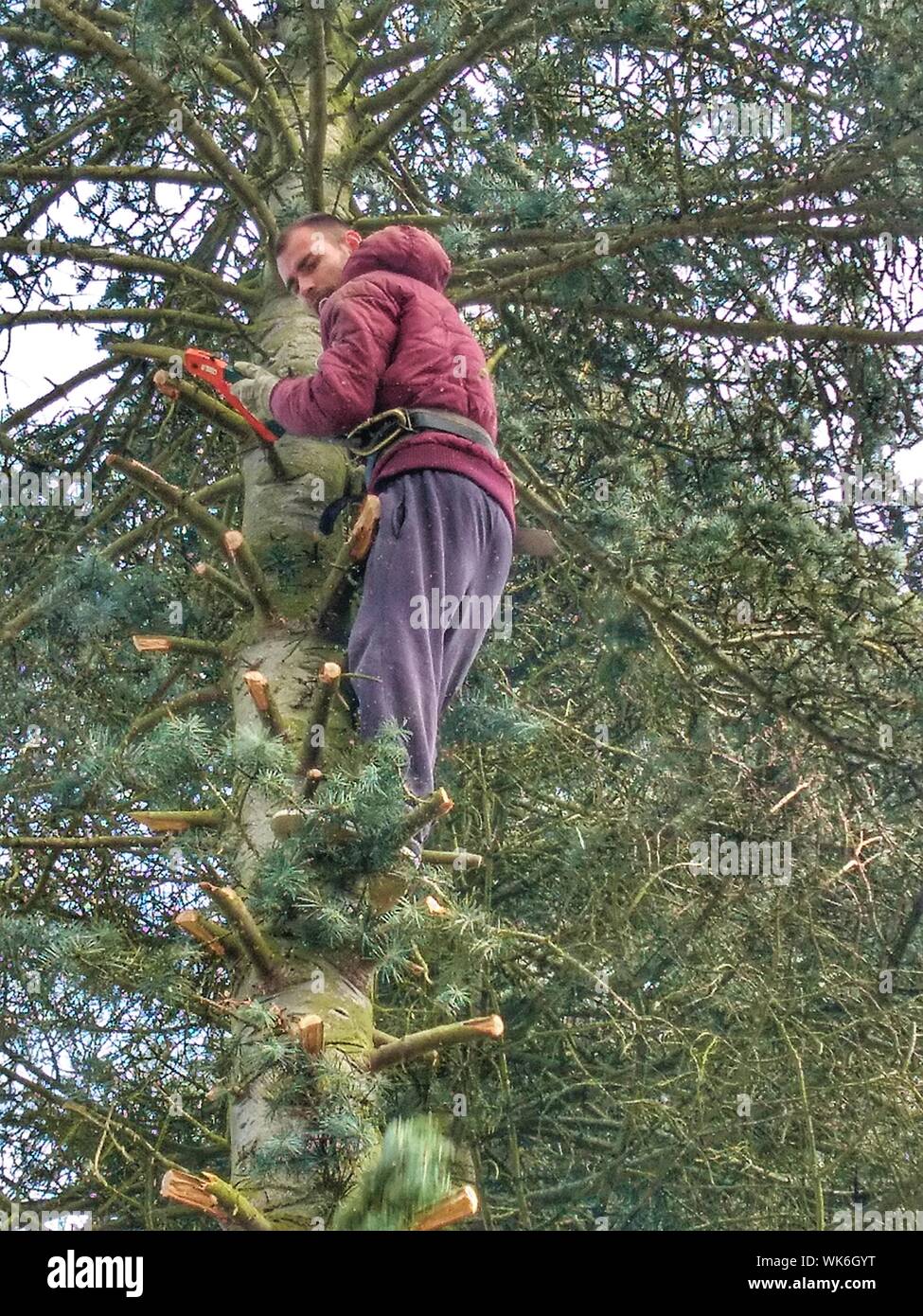 Adult climbing down tree hi-res stock photography and images - Alamy