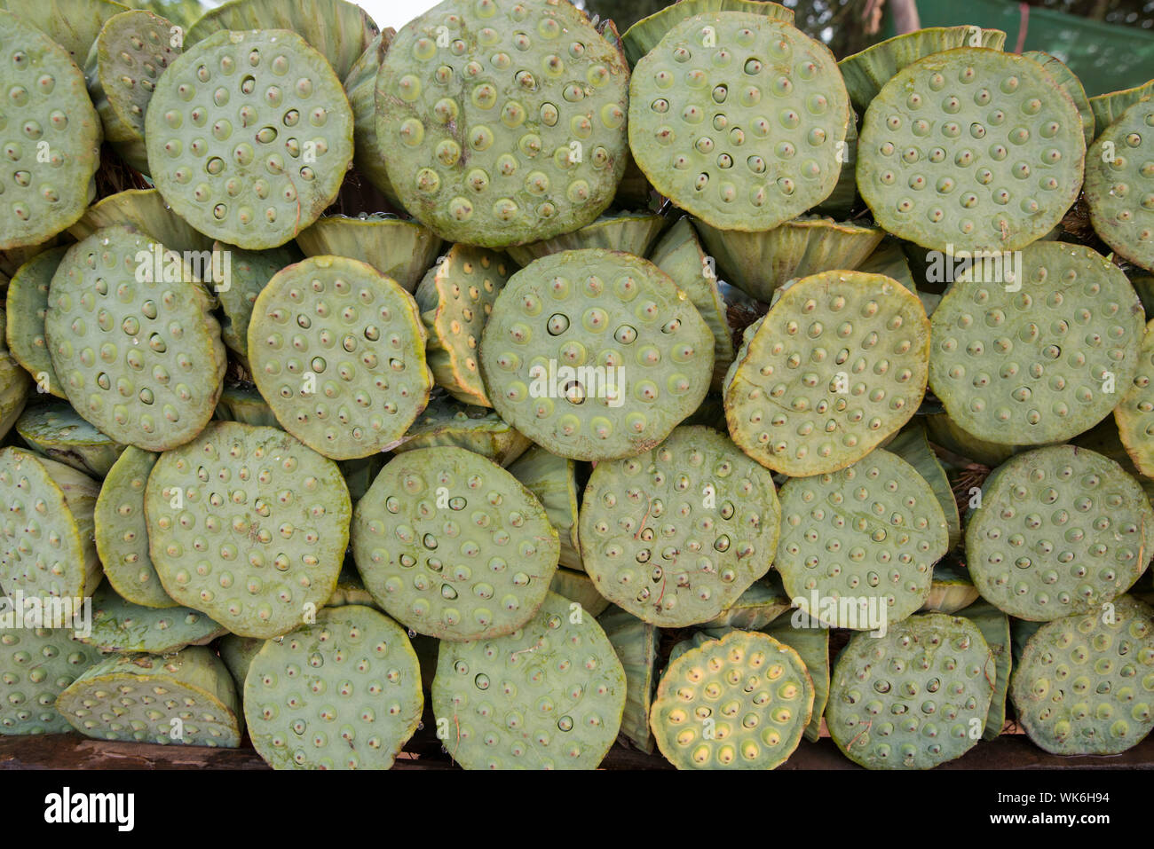 Lotus flower seeds hi-res stock photography and images - Alamy