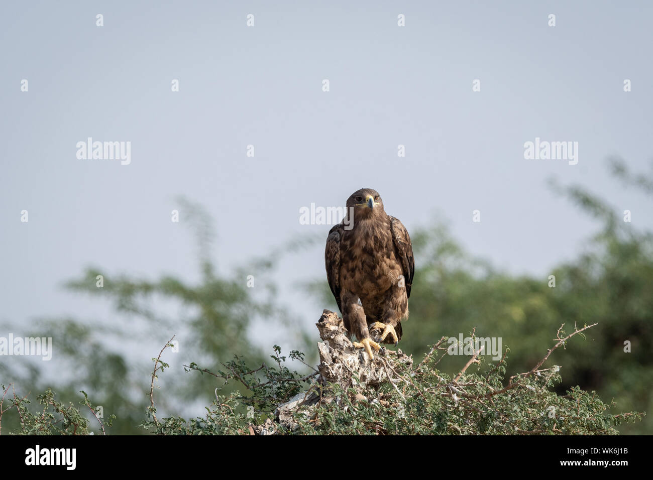 Steppe eagle or Aquila nipalensis portrait with wings open about to fly ...