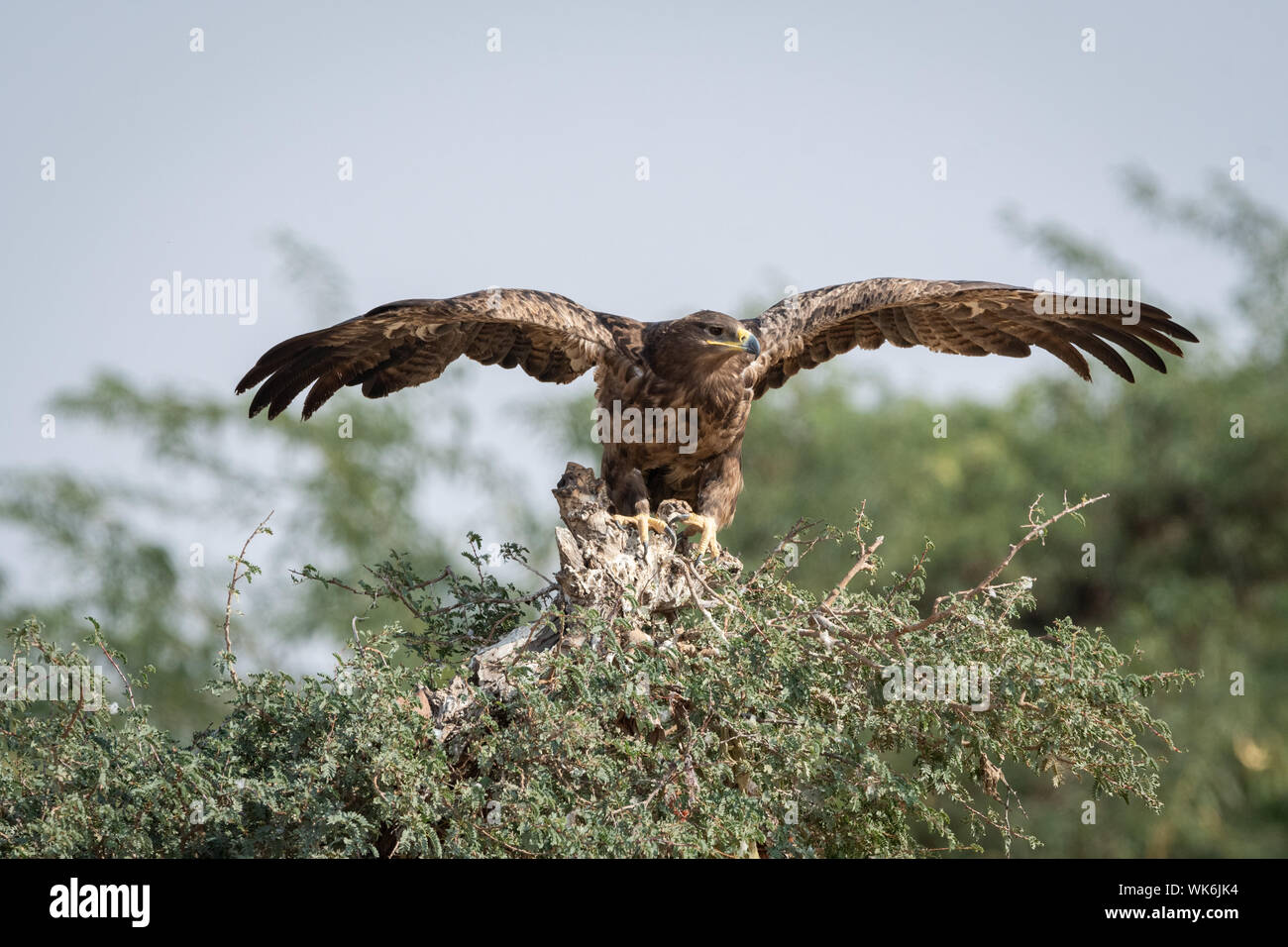 Steppe eagle or Aquila nipalensis portrait with wings open about to fly ...