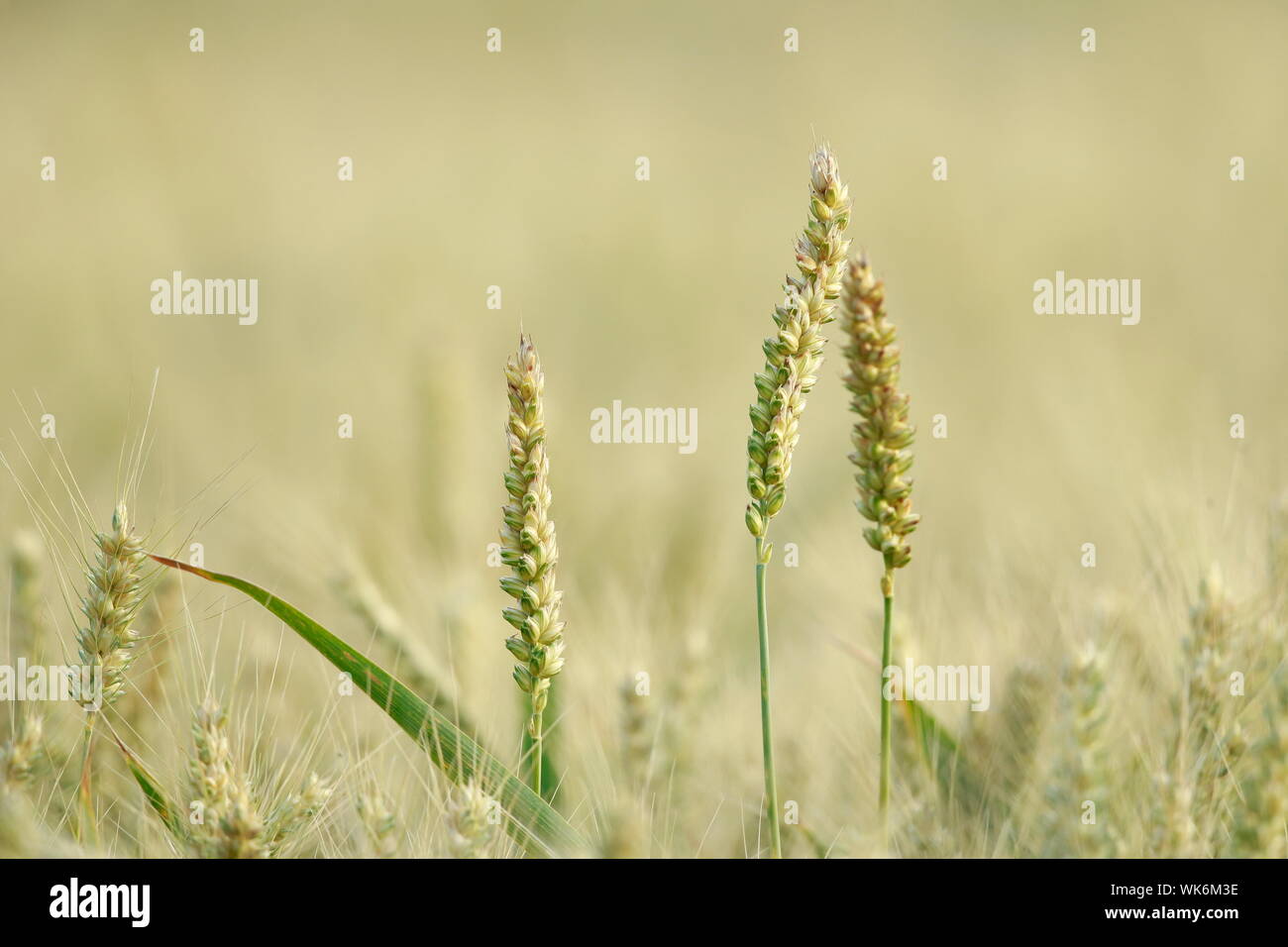 Wheat (species of Triticum) is a cereal grain in a field ready for ...