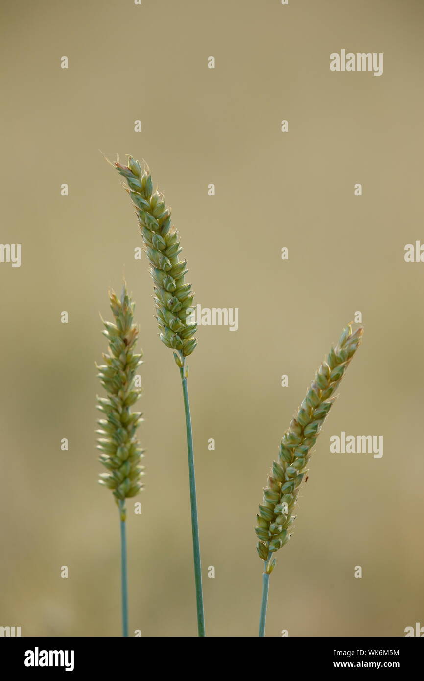 Wheat (species of Triticum) is a cereal grain in a field ready for ...