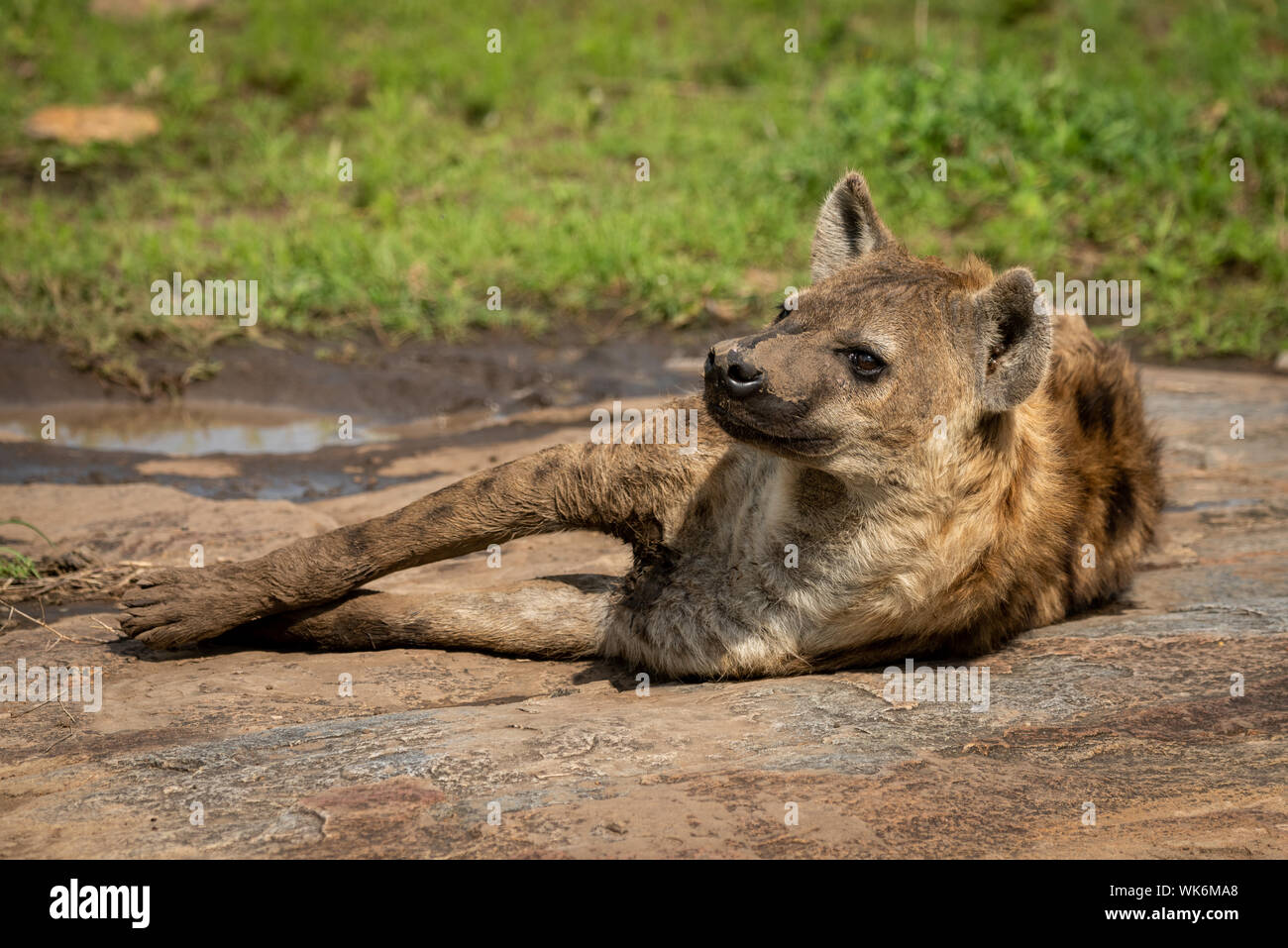 Spotted hyena lies on rock with catchlight Stock Photo - Alamy