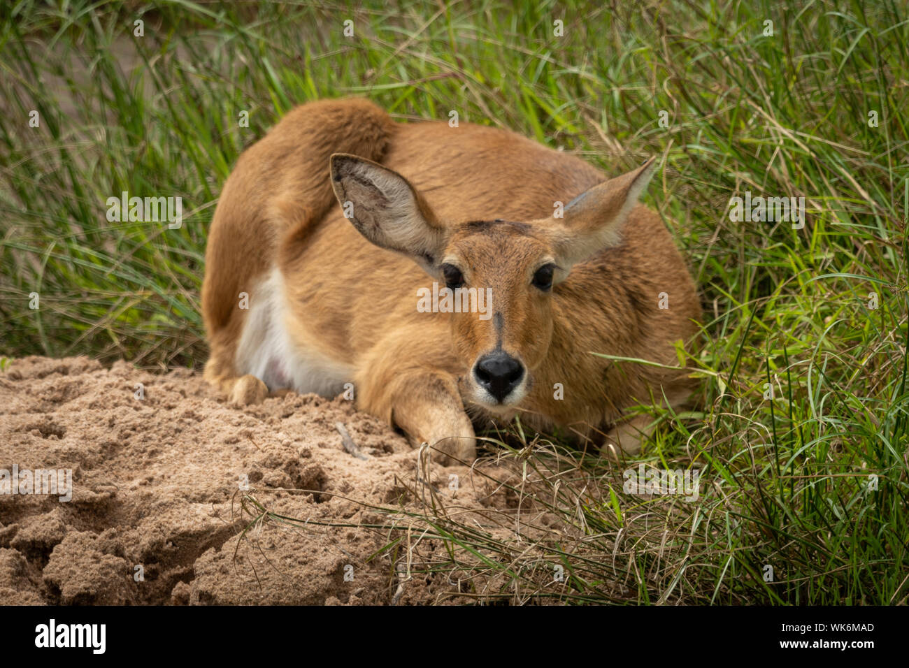 Reedbuck kenya hi-res stock photography and images - Alamy