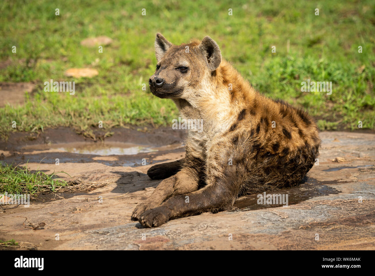Spotted hyena lies on rock facing left Stock Photo - Alamy