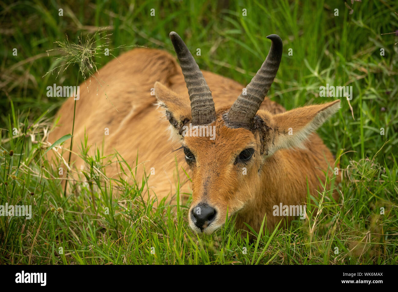 Lowering head hi-res stock photography and images - Alamy