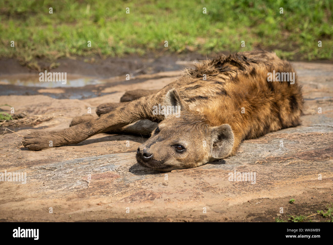 Spotted hyena lying on rock with catchlight Stock Photo - Alamy