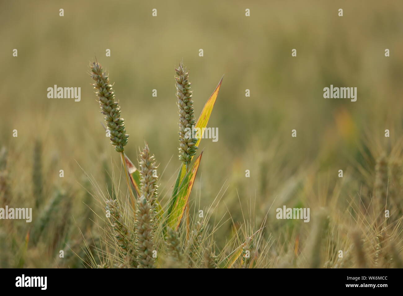 Wheat species hi-res stock photography and images - Alamy