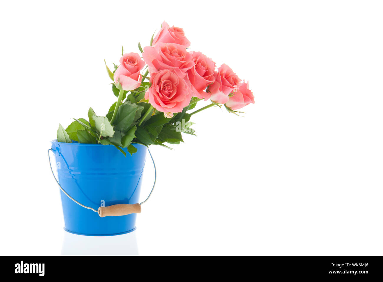 Bouquet pink roses in blue bucket isolated over white background Stock ...
