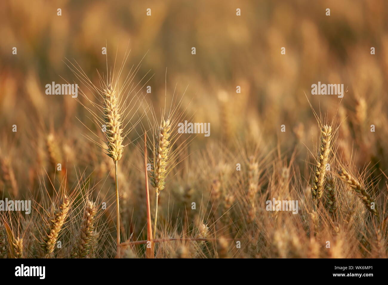 Wheat (species of Triticum) is a cereal grain in a field ready for ...
