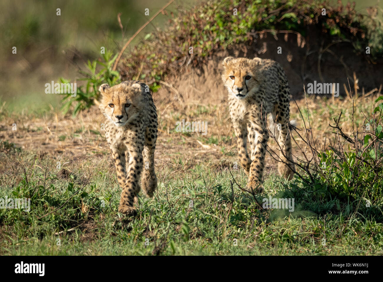 Two cheetah cubs cross grass towards camera Stock Photo - Alamy