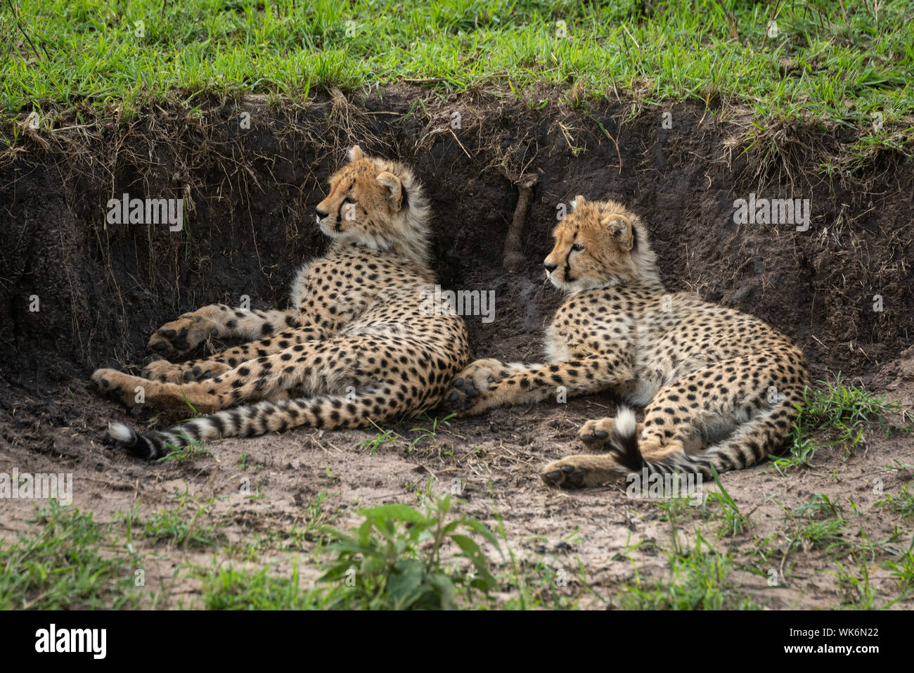 Two cheetah cubs lie beside earth bank Stock Photo - Alamy