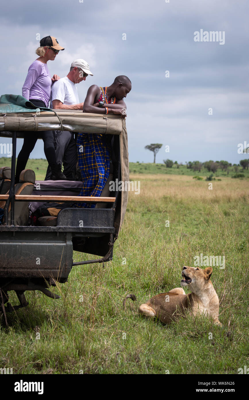 Three tourists and lioness watch one another Stock Photo - Alamy Three tourists and lioness watch one another Stock Photo - Alamy
