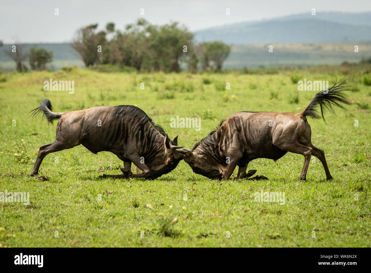 Two wildebeest fighting hi-res stock photography and images - Alamy