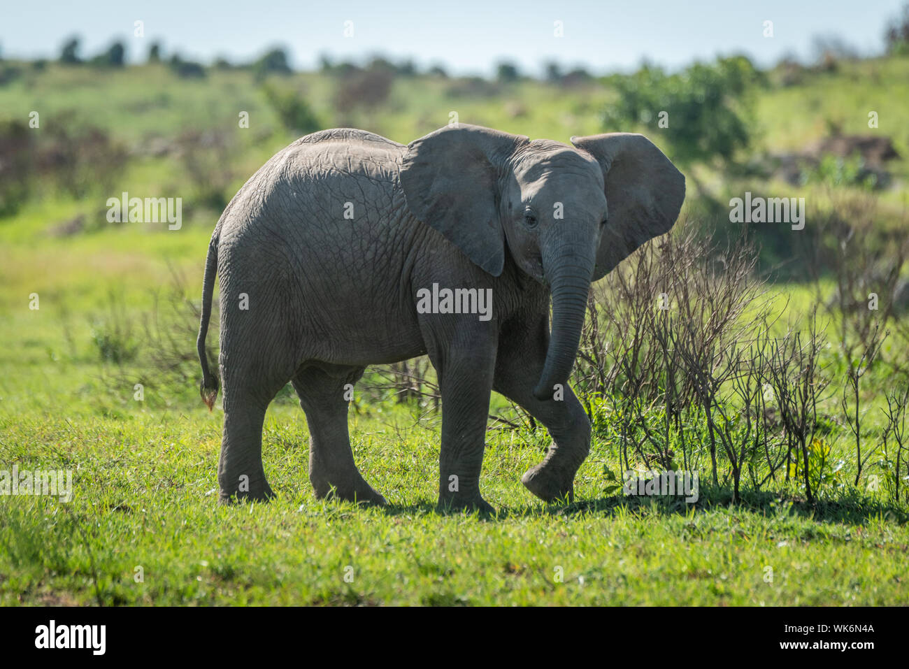 Elephant foot cross hi-res stock photography and images - Alamy