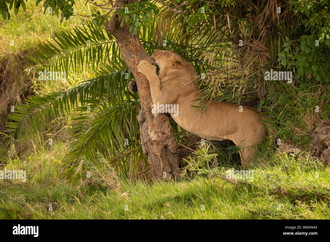 Sharpens claws hi-res stock photography and images - Alamy
