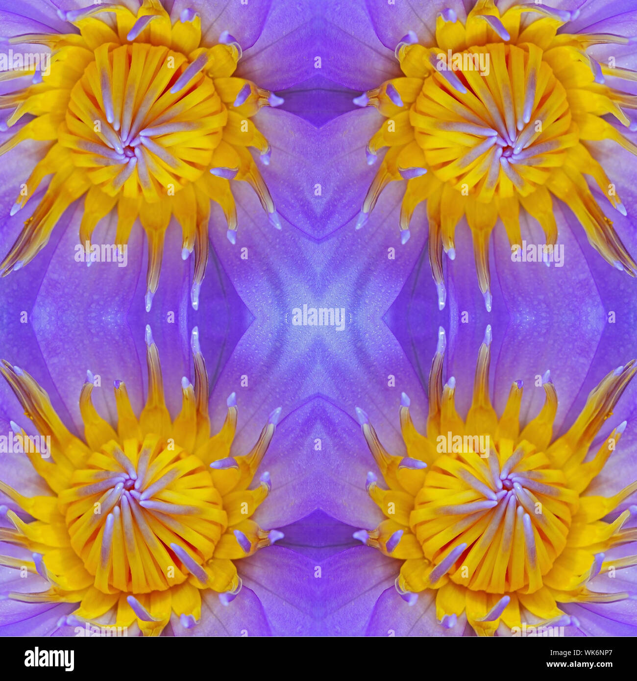 Colorful purple waterlily pattern in closeup texture Stock Photo - Alamy