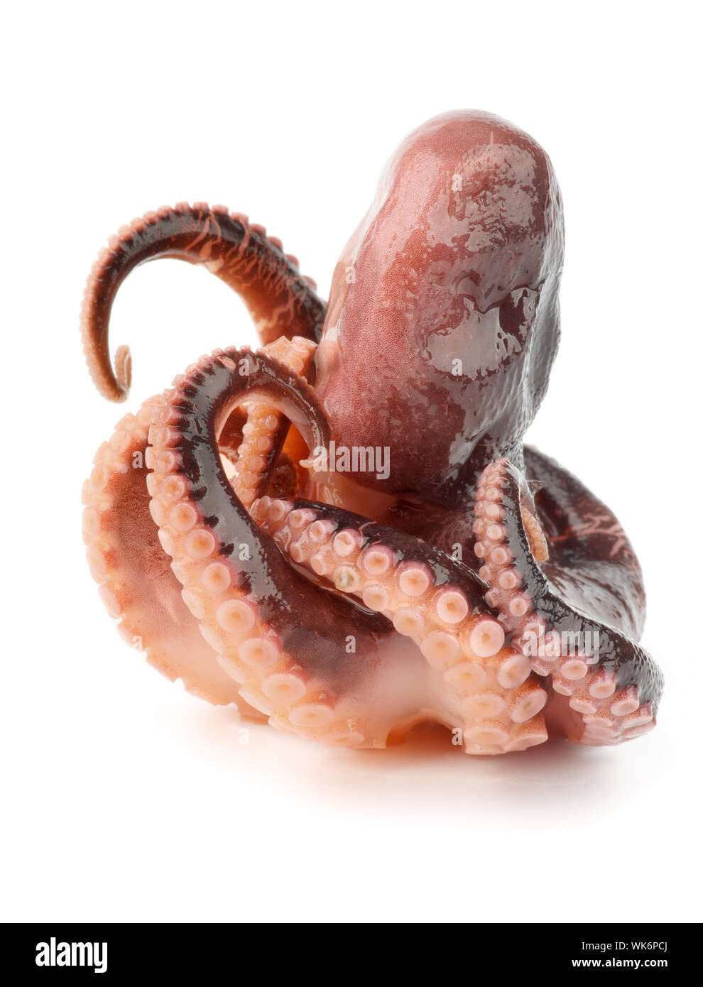 Delicious Smoked Octopus Full Body isolated on white background Stock ...