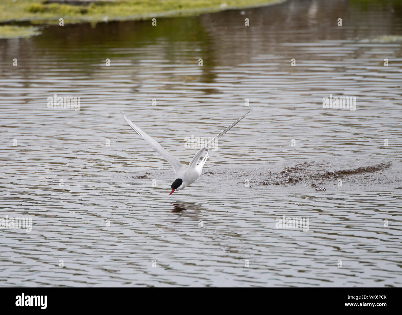 Arctic tern (Sterna paradissaea) in flight over brackish pool, Grutness ...