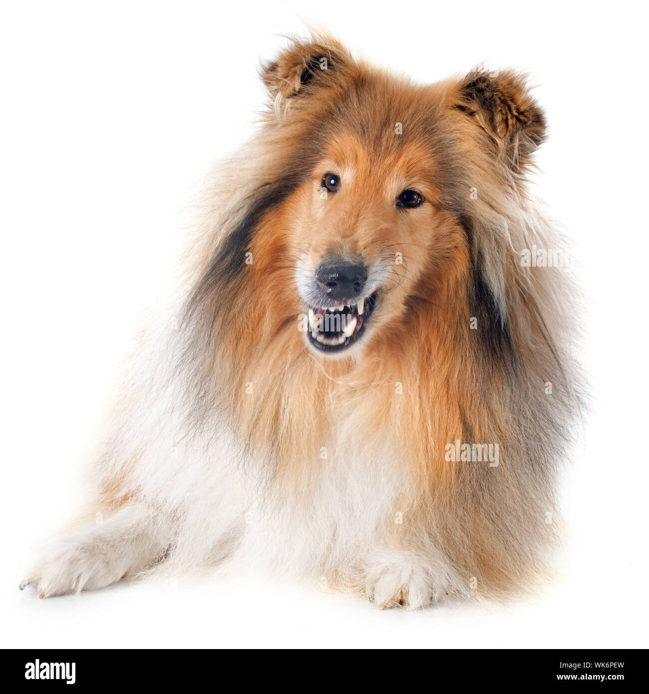 rough collie in front of white background Stock Photo - Alamy