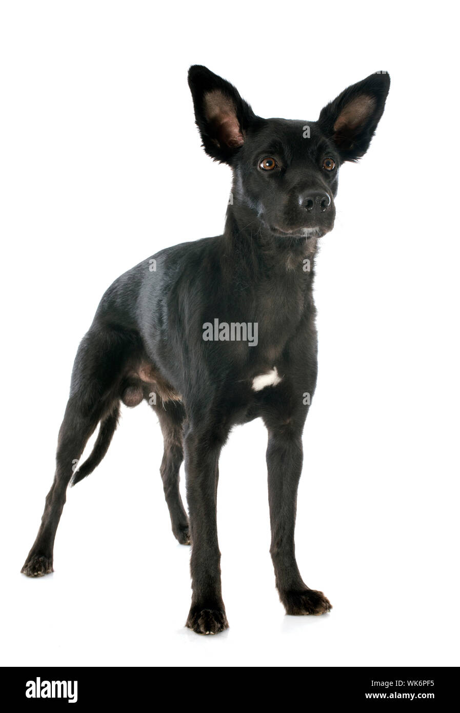 peruvian dog in front of white background Stock Photo - Alamy