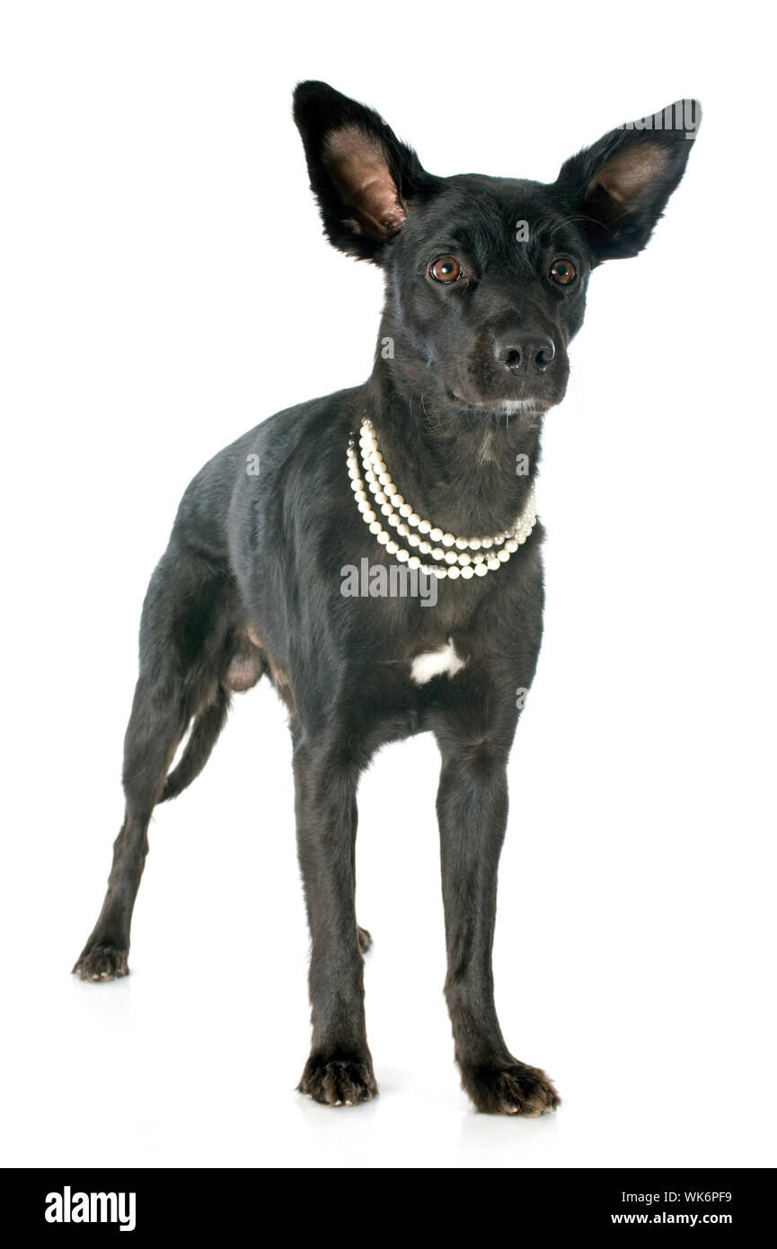 peruvian dog in front of white background Stock Photo - Alamy