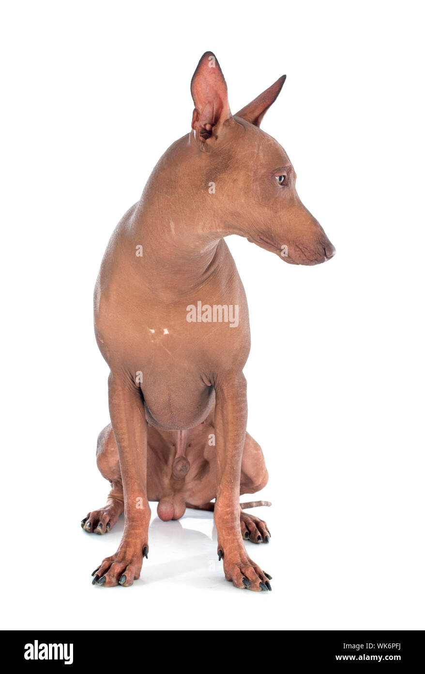 peruvian dog in front of white background Stock Photo - Alamy