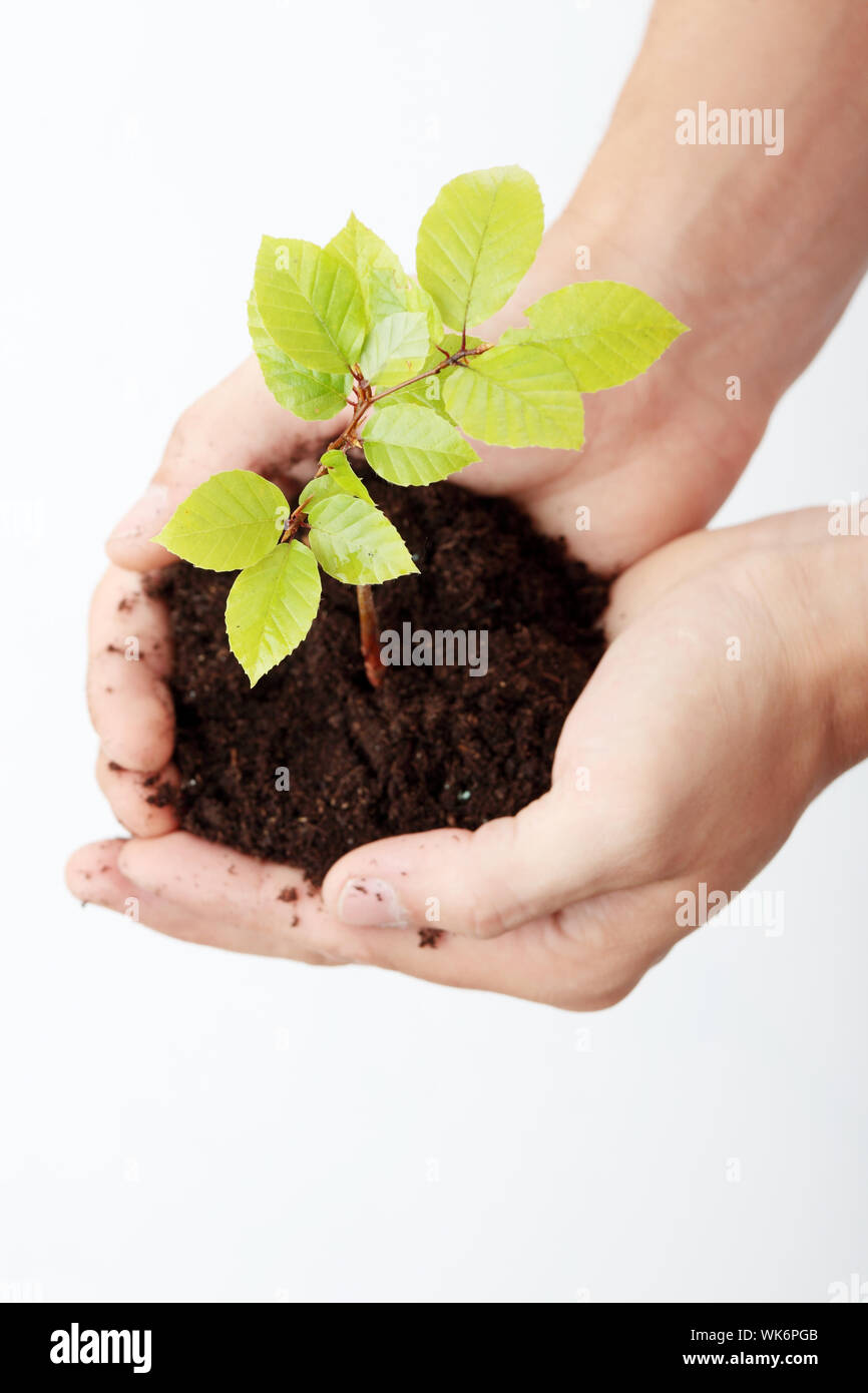 Growing green plant in a hands over white background Stock Photo - Alamy