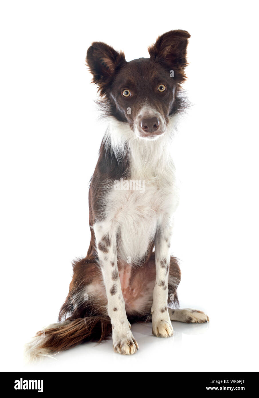 Border collie female dog Cut Out Stock Images & Pictures - Alamy