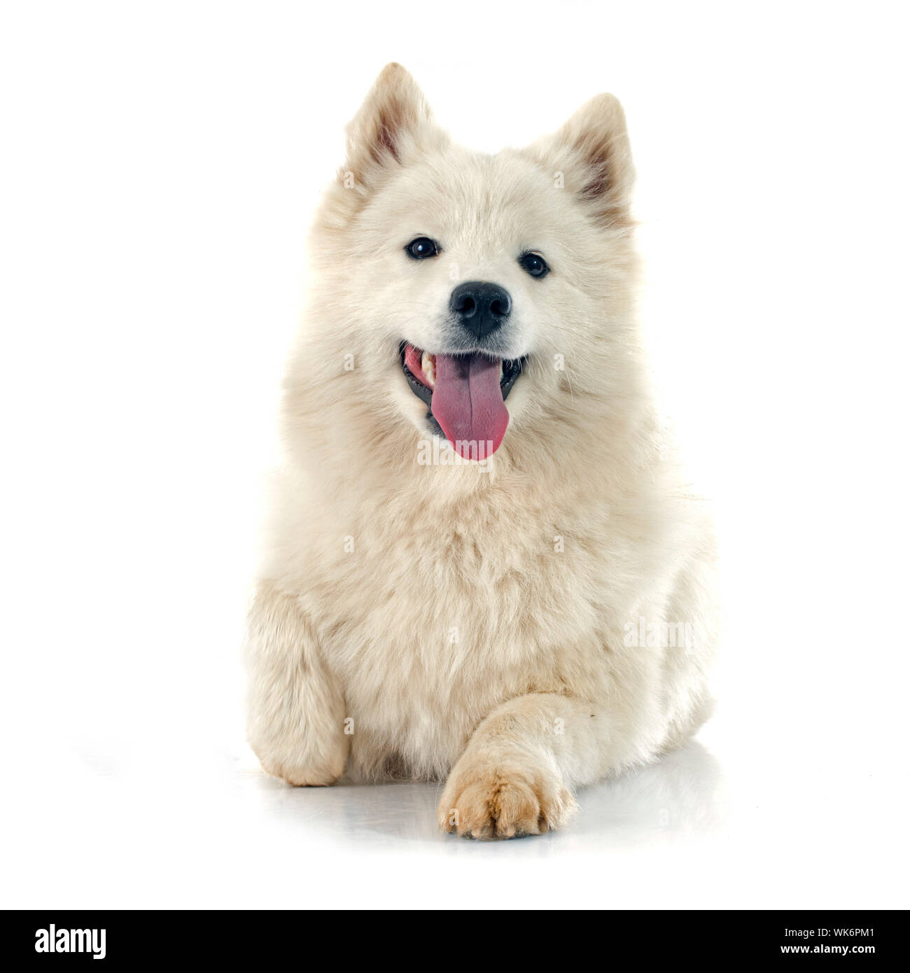 purebred Samoyed in front of white background Stock Photo - Alamy