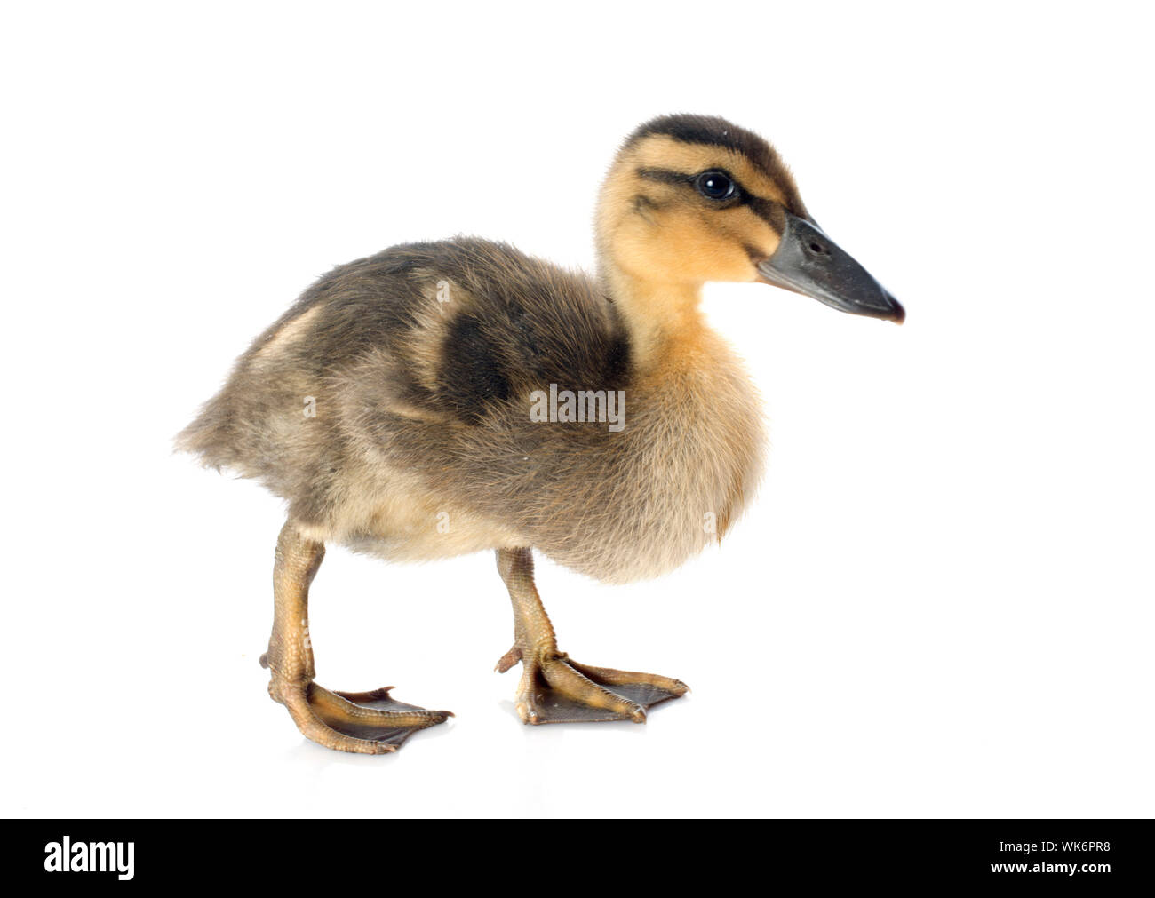 young duckling in front of white background Stock Photo - Alamy