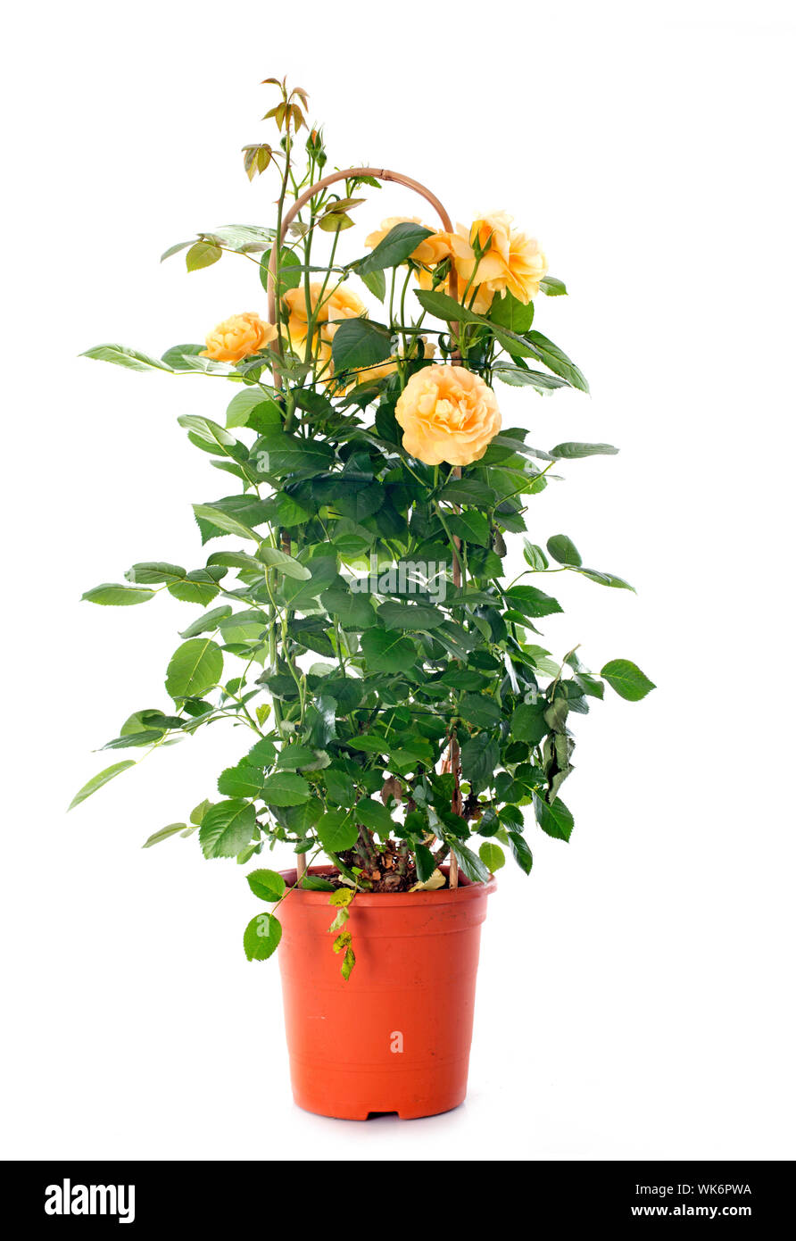 yellow rosebush in front of white background Stock Photo - Alamy