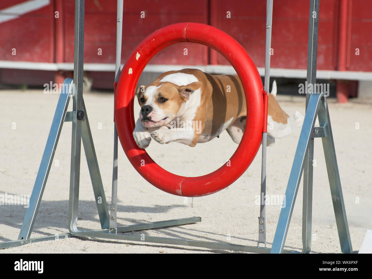 beautiful american bulldog jumping in a circle Stock Photo - Alamy