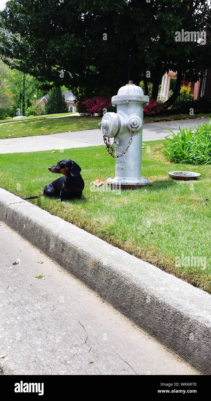 Fire Hydrant With Tree High Resolution Stock Photography and Images - Alamy
