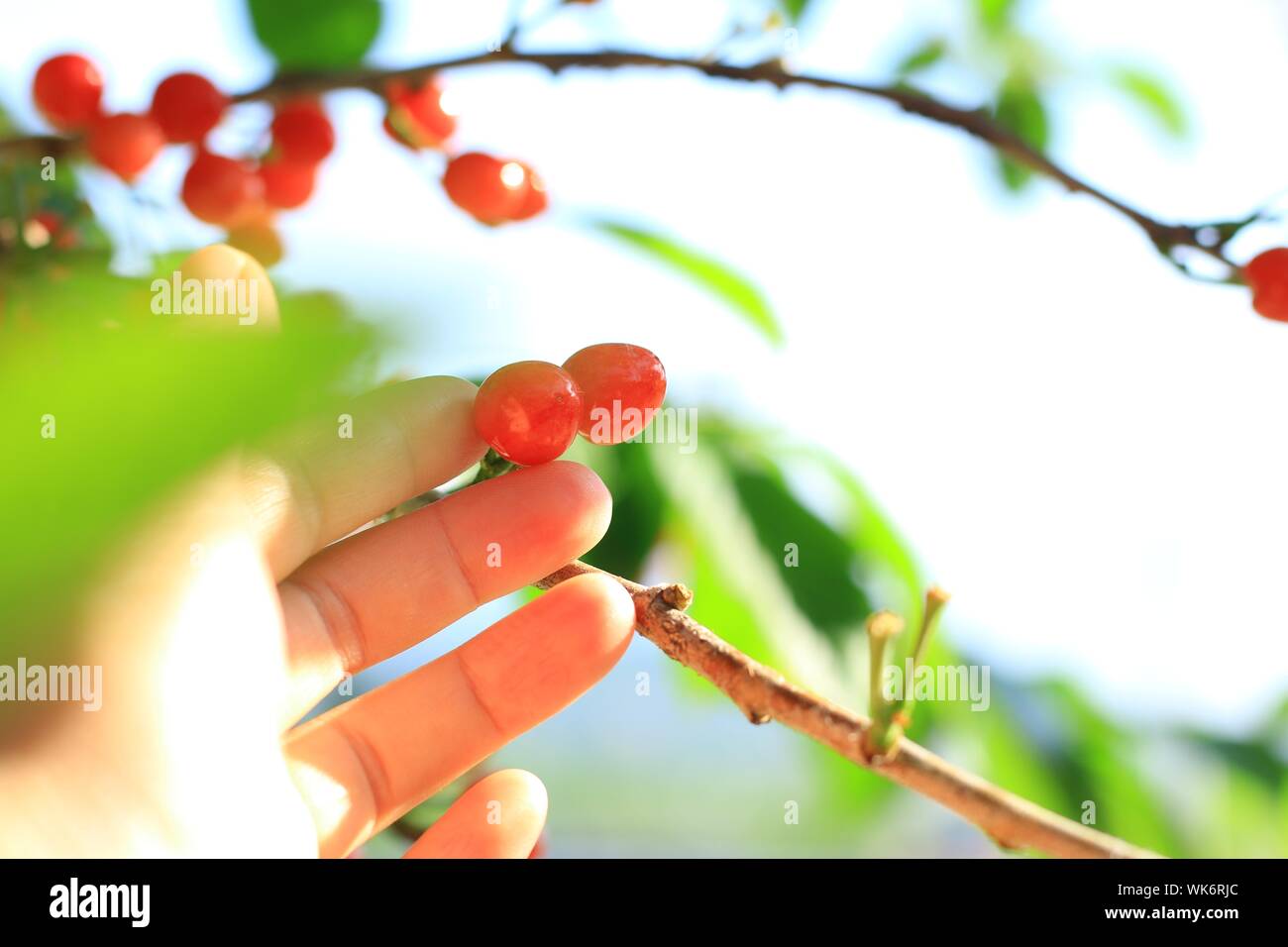 Plucking fruit hi-res stock photography and images - Alamy