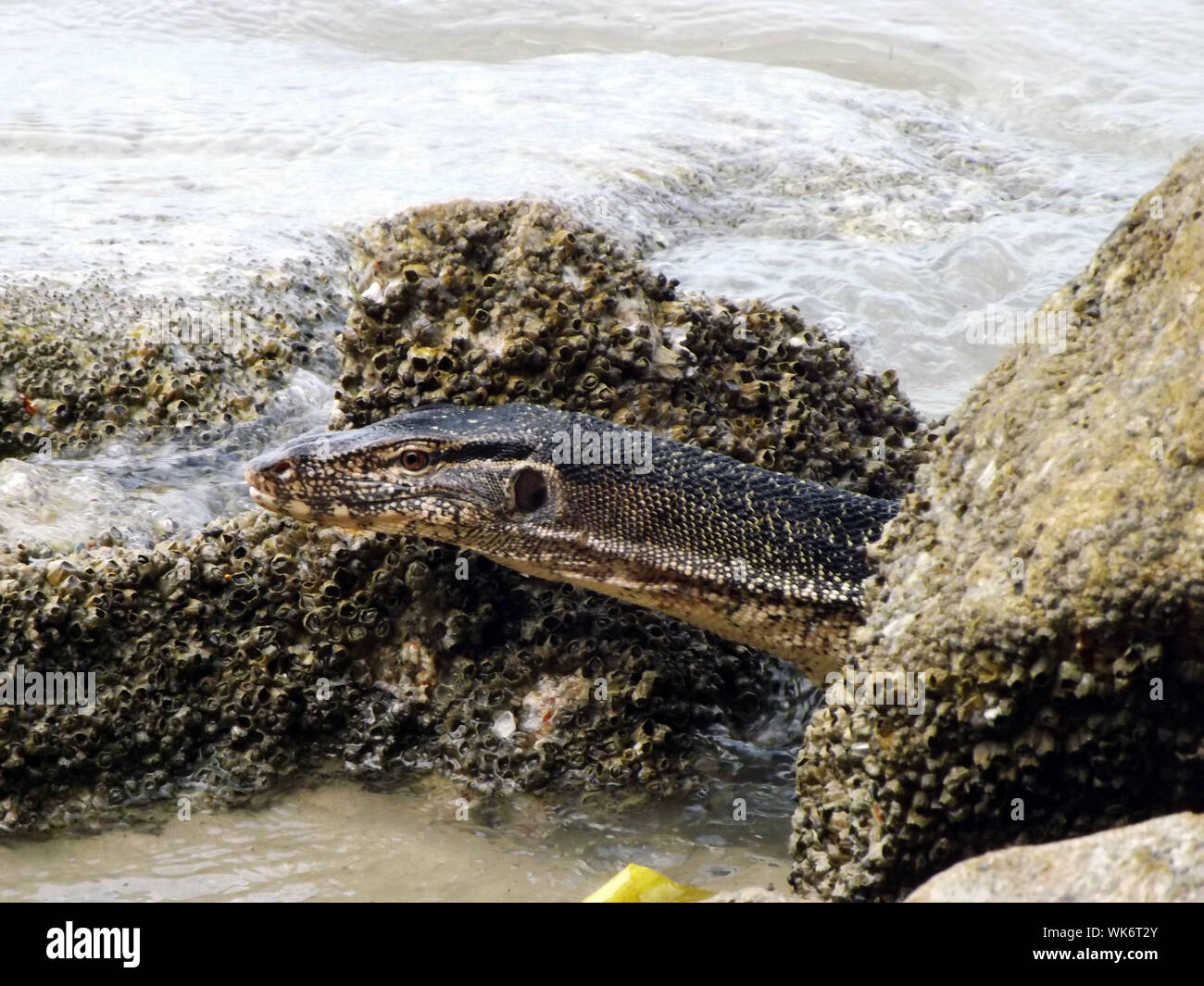Lizard in water hi-res stock photography and images - Alamy