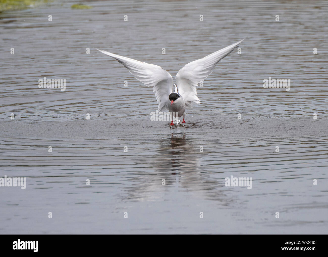 Arctic tern (Sterna paradissaea) in flight over brackish pool, Grutness ...