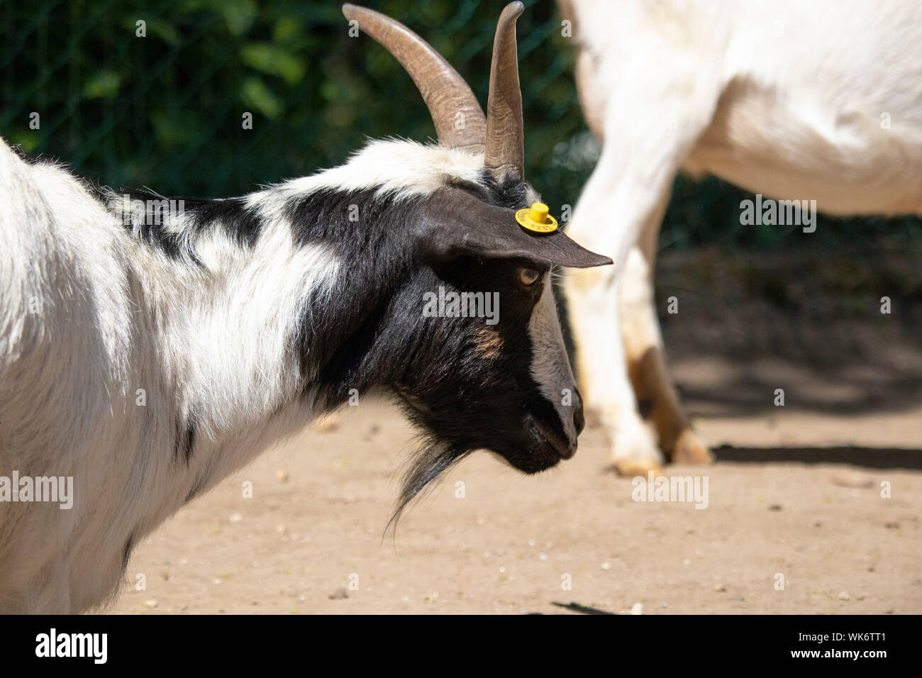 Very cute goat, alone and with its mom Stock Photo - Alamy